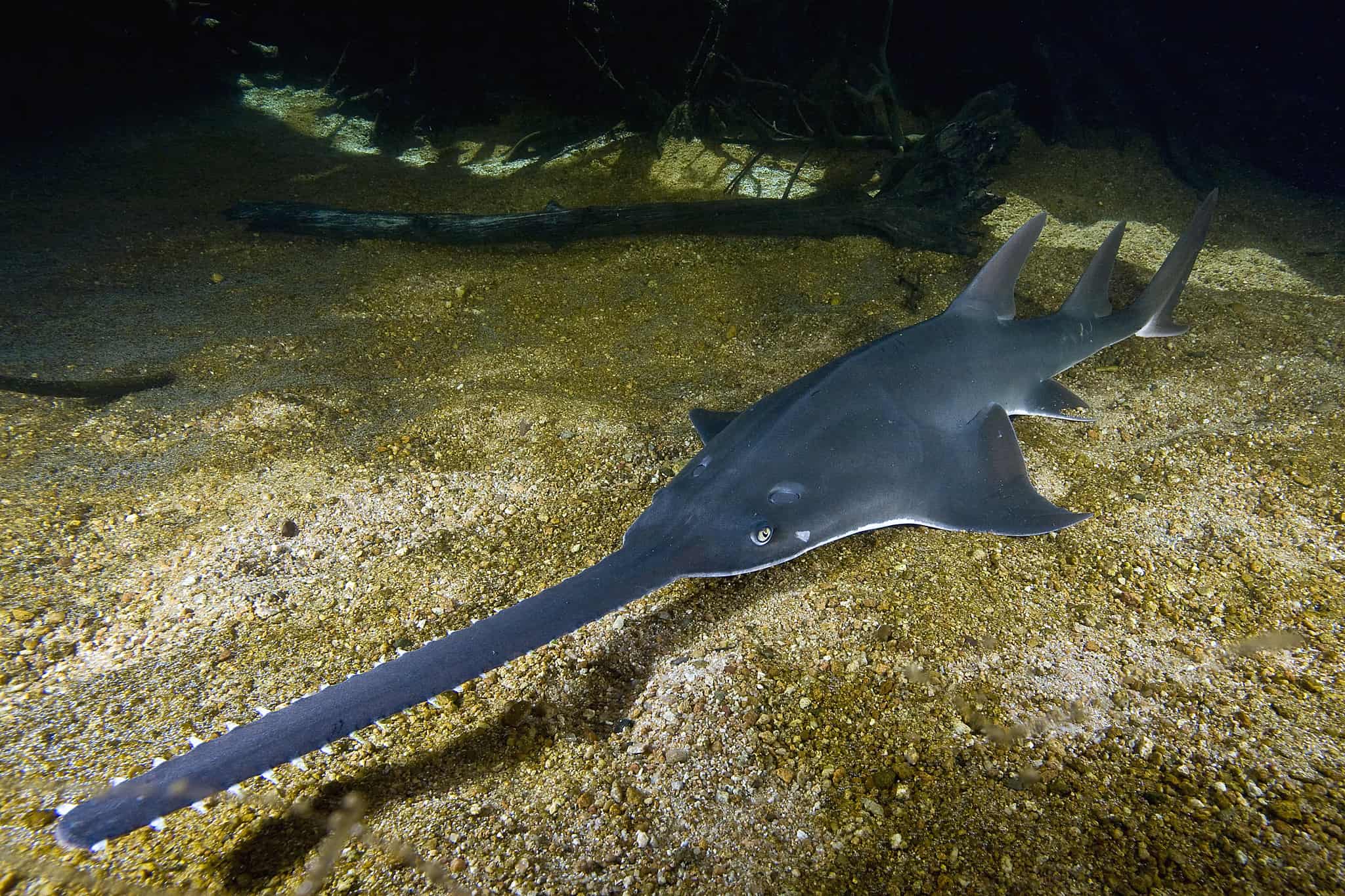 Sawfish: 10 Magnetic Facts about the Legendary Ray