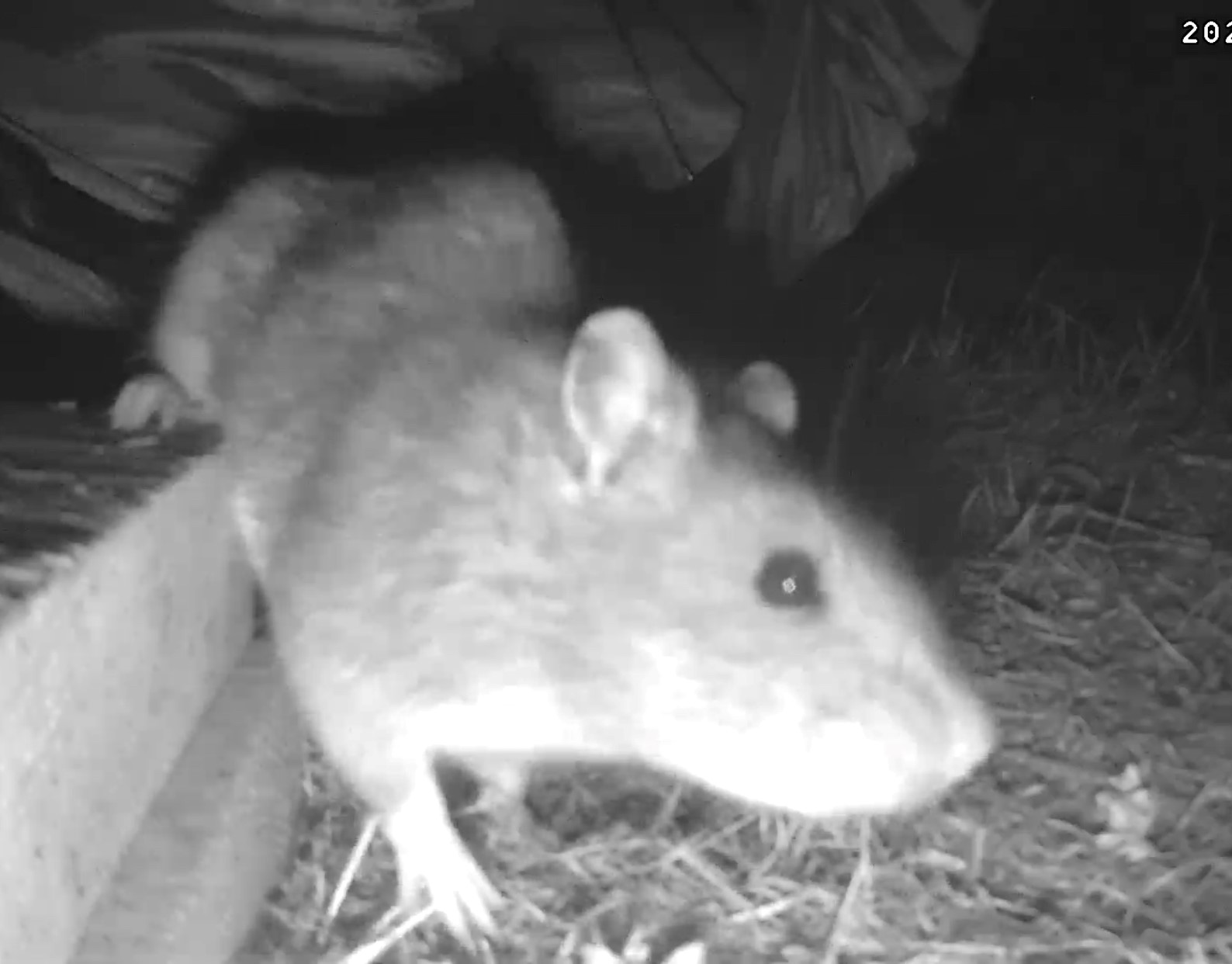 Pest Control Halifax Wasp Rats Mice - Vespa Solutions