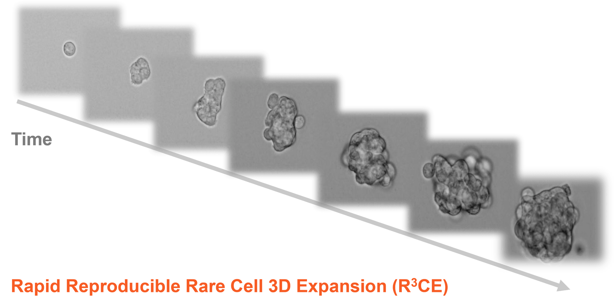 AcroCyte Therapeutics Inc.