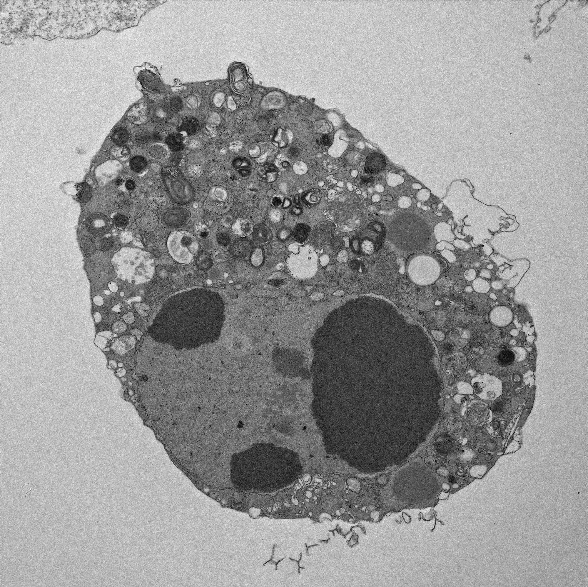 Home - Australian Pathogen Genomics Program