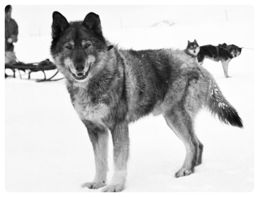 Togo Sled Dog Team Names Riset