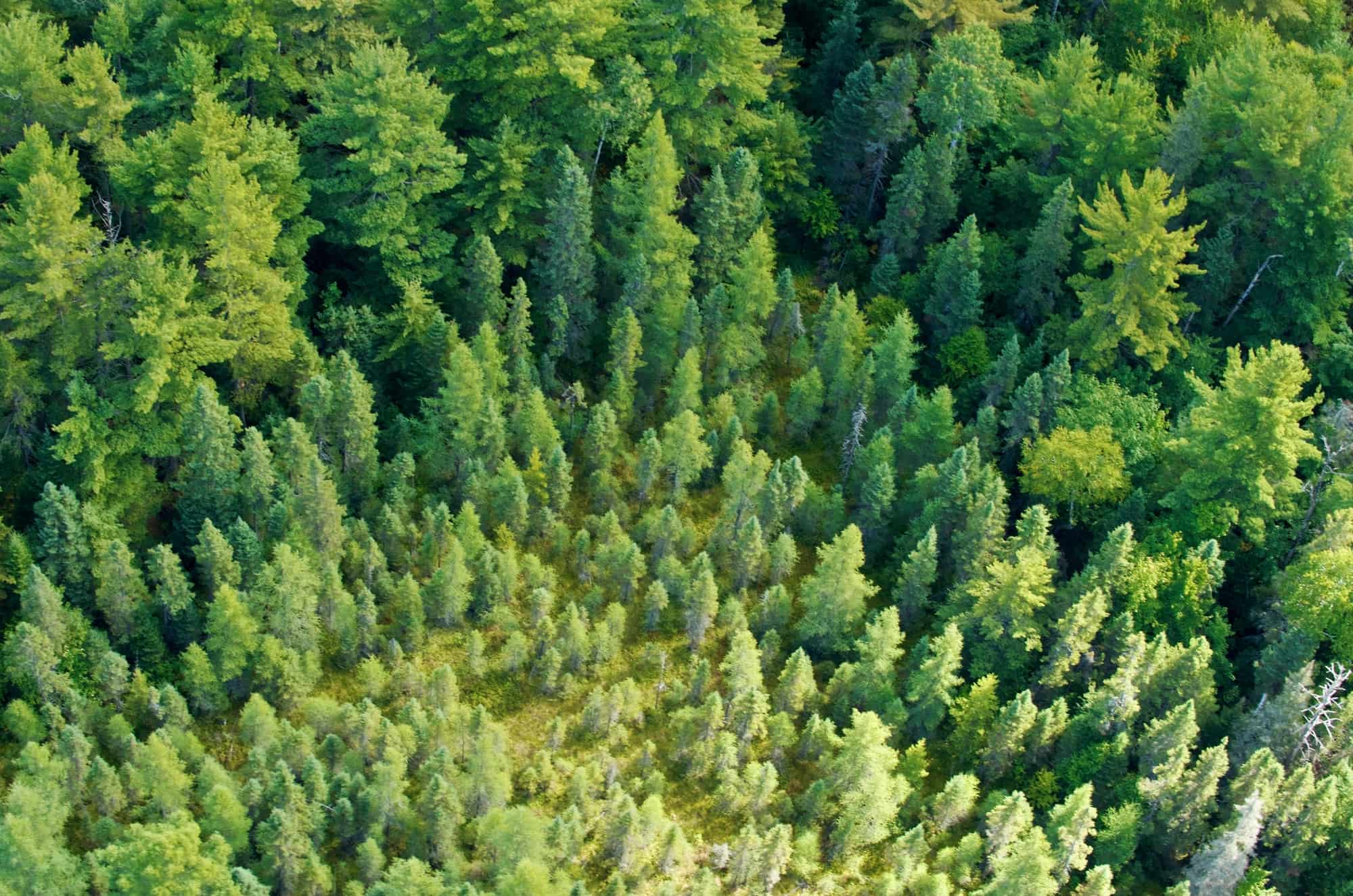 Home | Forest Products Association of Canada