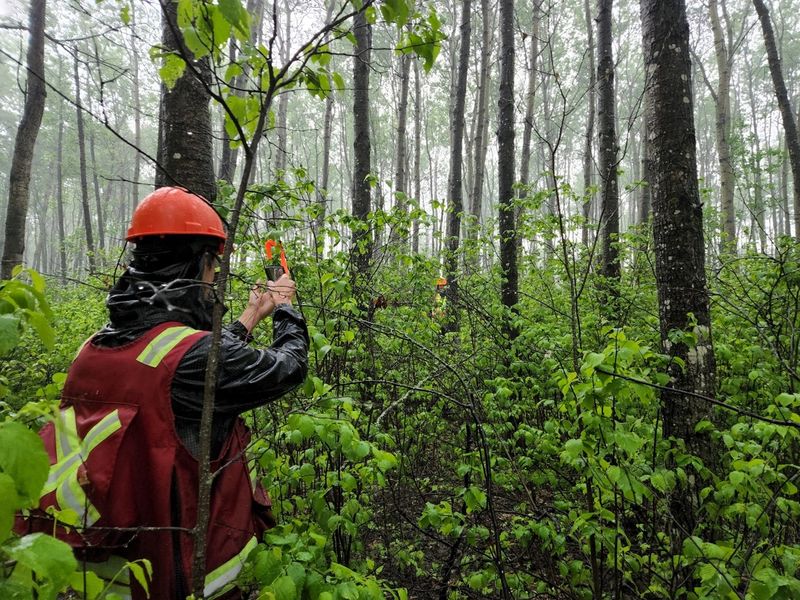 Home | Forest Products Association of Canada
