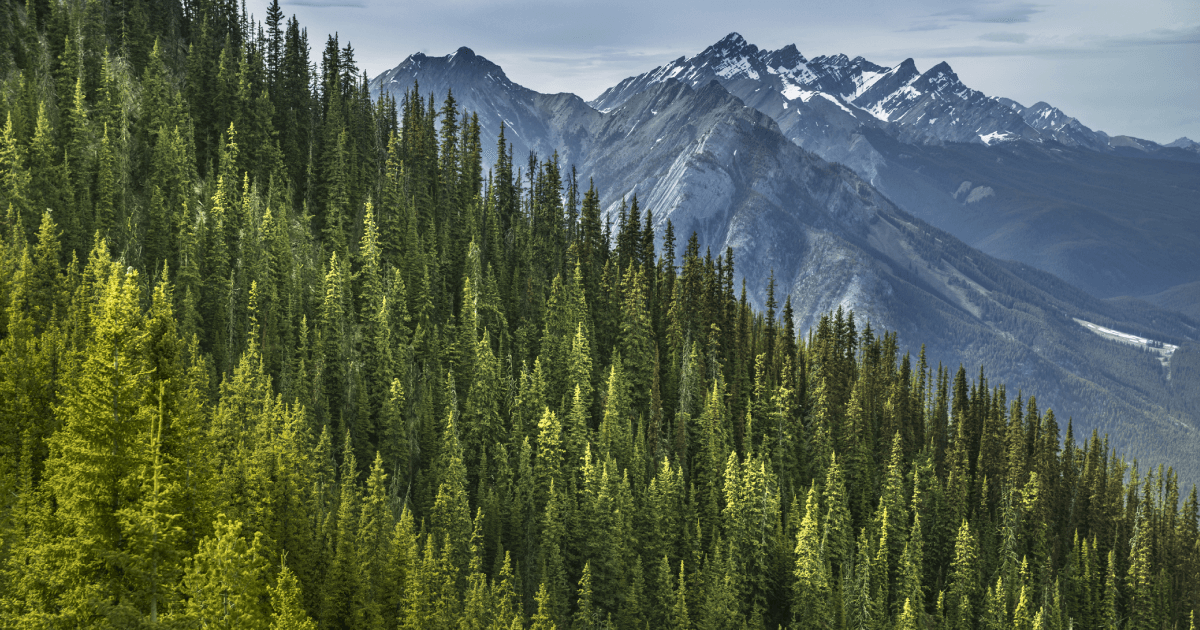 Resources & Reports | Forest Products Association of Canada