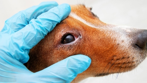 What are the Signs of Pink Eye in Dogs? I Pettable I ESA Experts