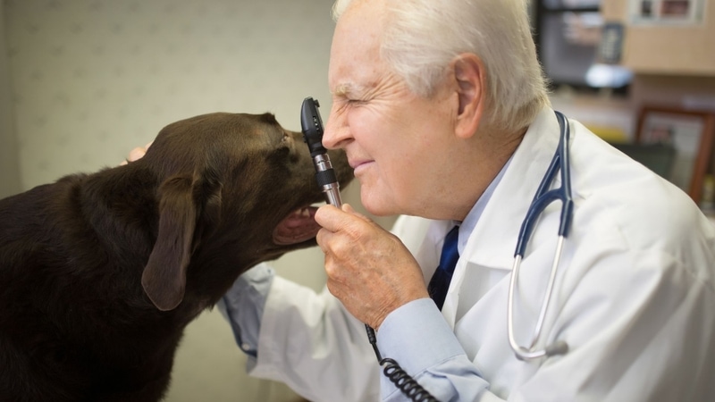 How do I Treat a Dog Stye? I Pettable I ESA Experts