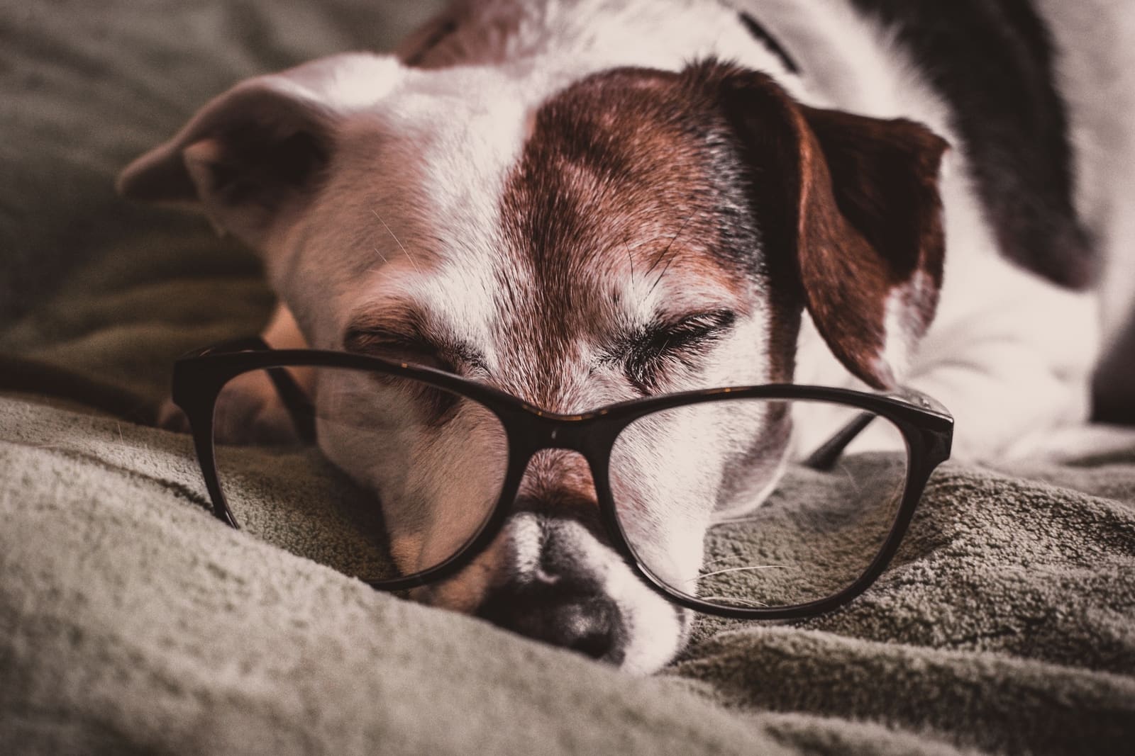 What Causes Liver Damage in Dogs? I Pettable I ESA Experts