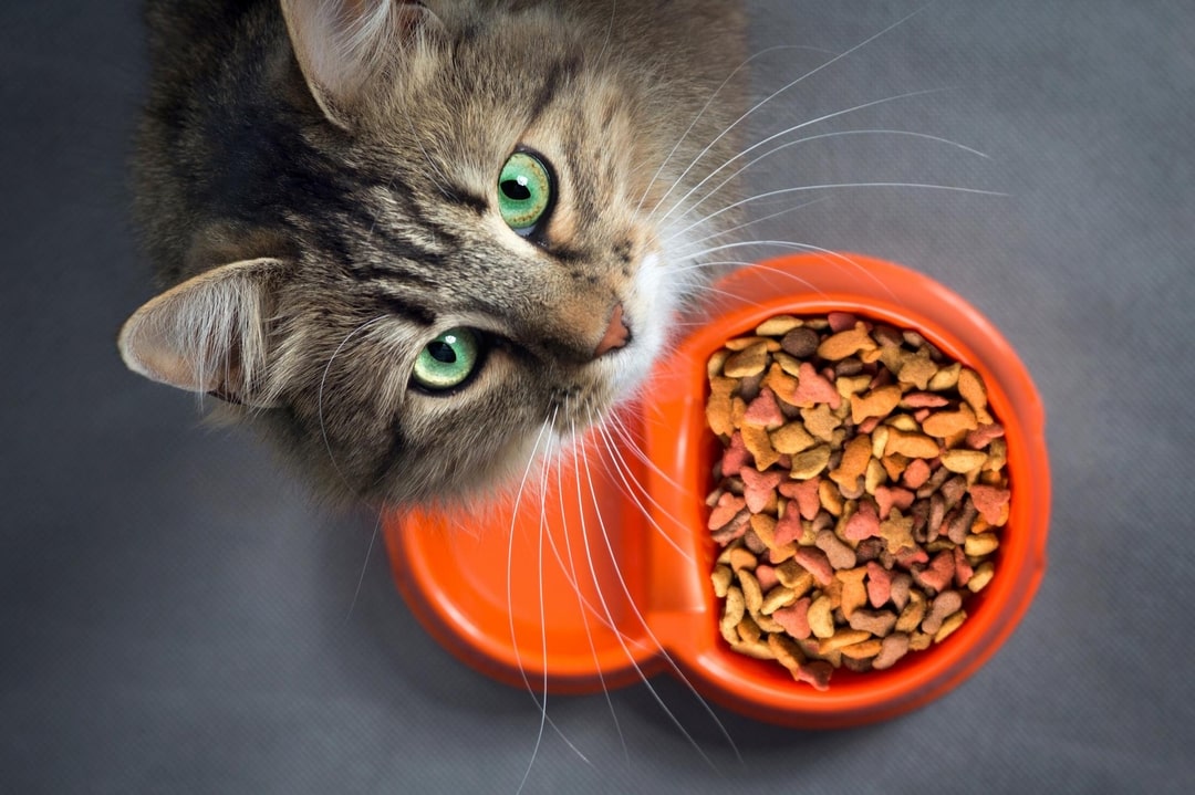 What are the Different Types of Cat Food? I Pettable I ESA Experts