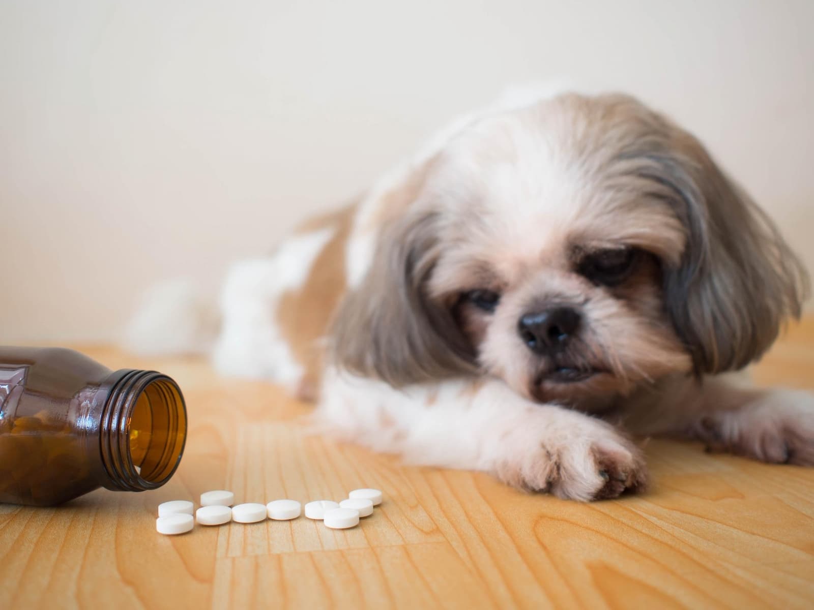 What Is Famotidine for Dogs? I Pettable I ESA Experts