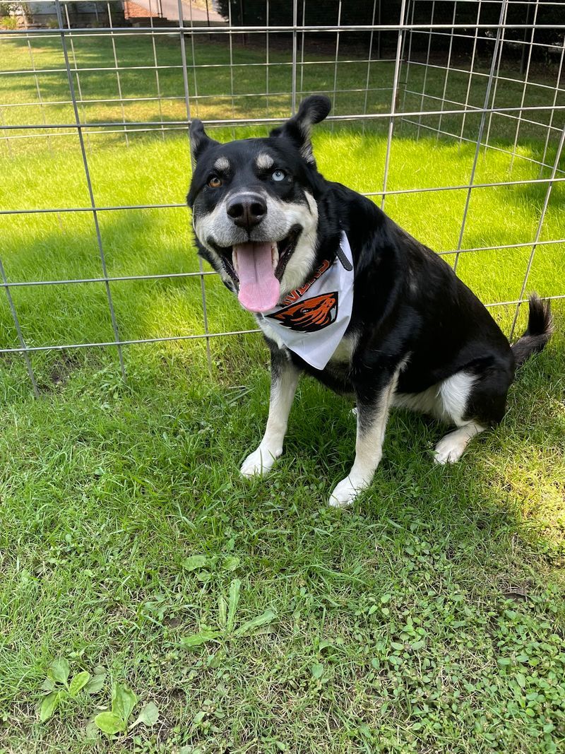 Pettable Reviews - Feedback from Actual Pettable Customers