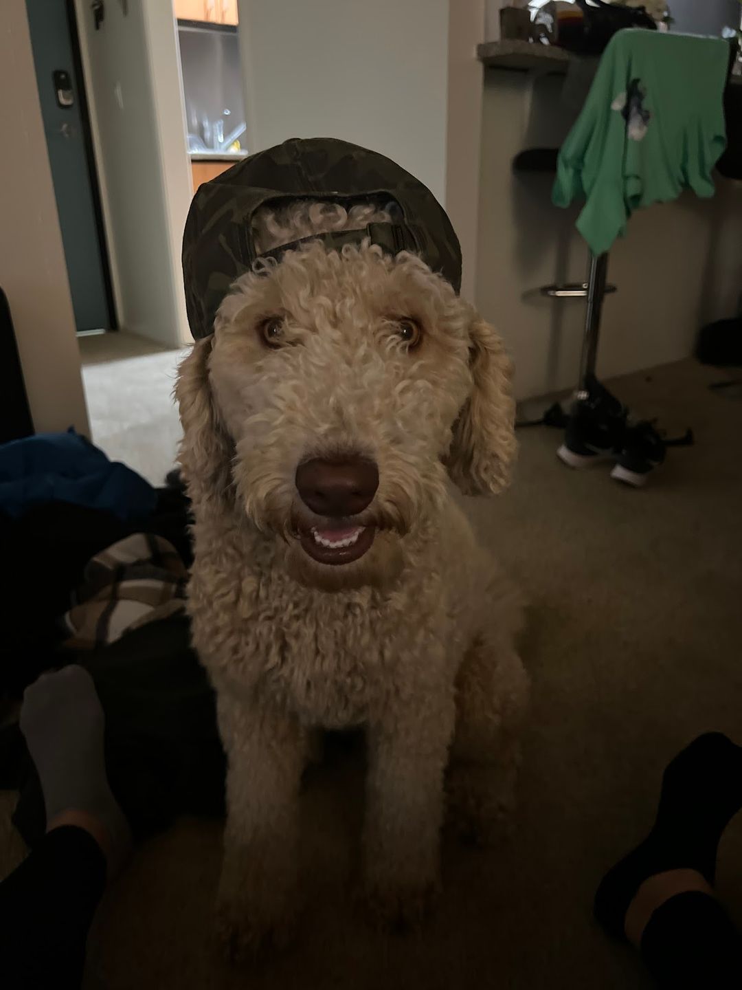 Pettable Reviews - Feedback from Actual Pettable Customers