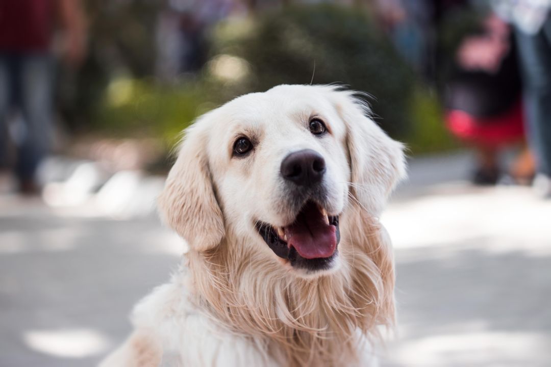 Emotional Support Animal for Veterans: A Complete Guide (2023 ...