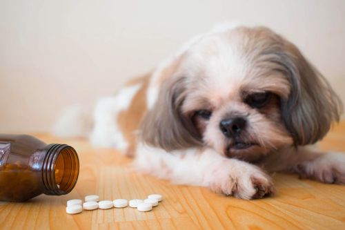 What Is Loratadine for Dogs? | Pettable – ESA Experts