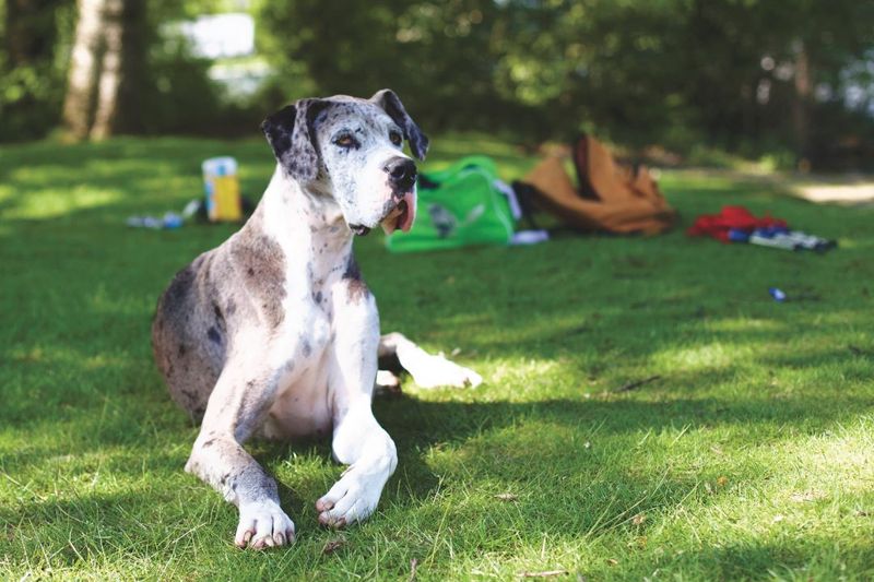Great Dane Service Dog - Everything You Need To Know | Pettable – ESA ...