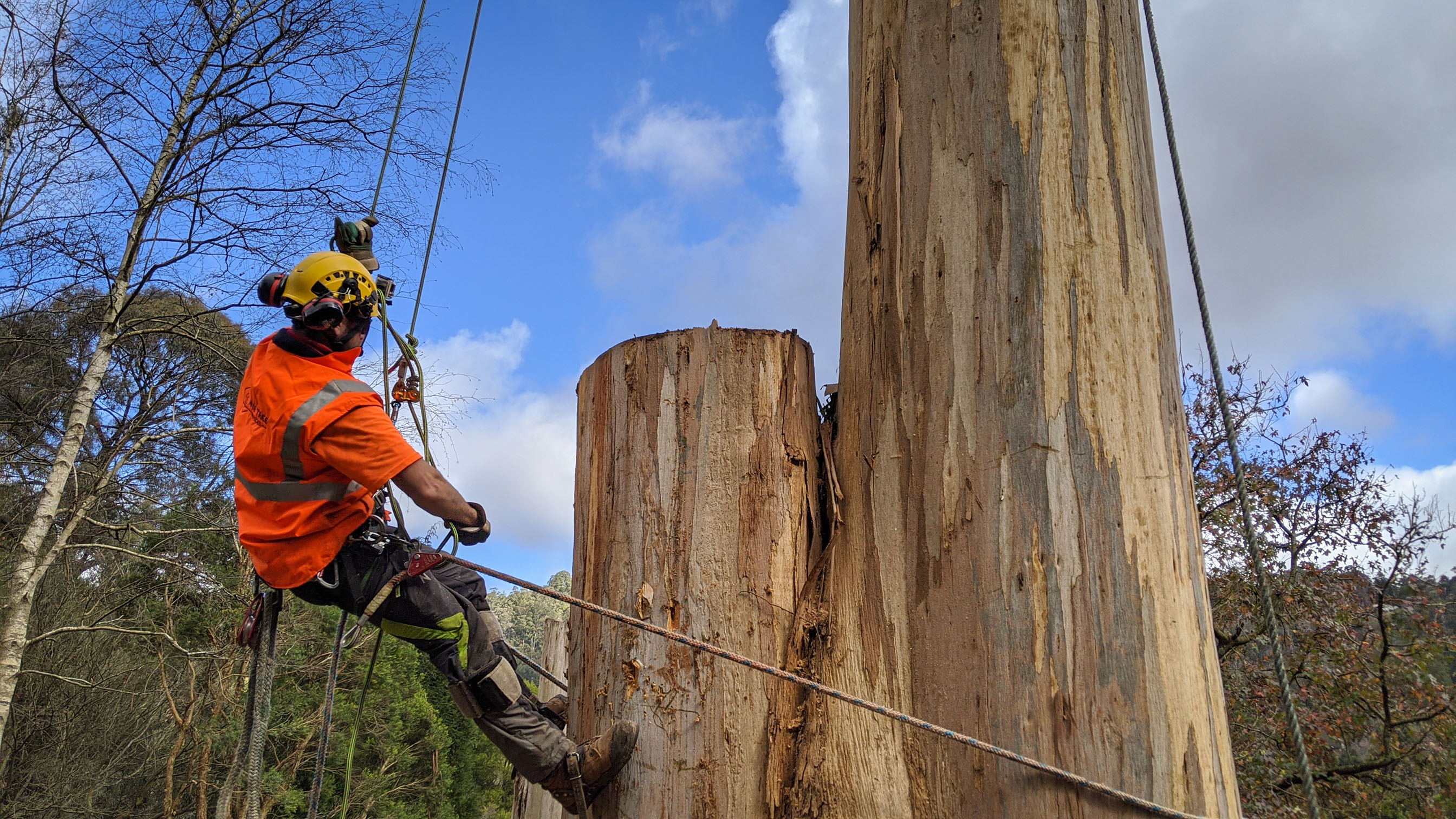 Melbourne Tree Removal