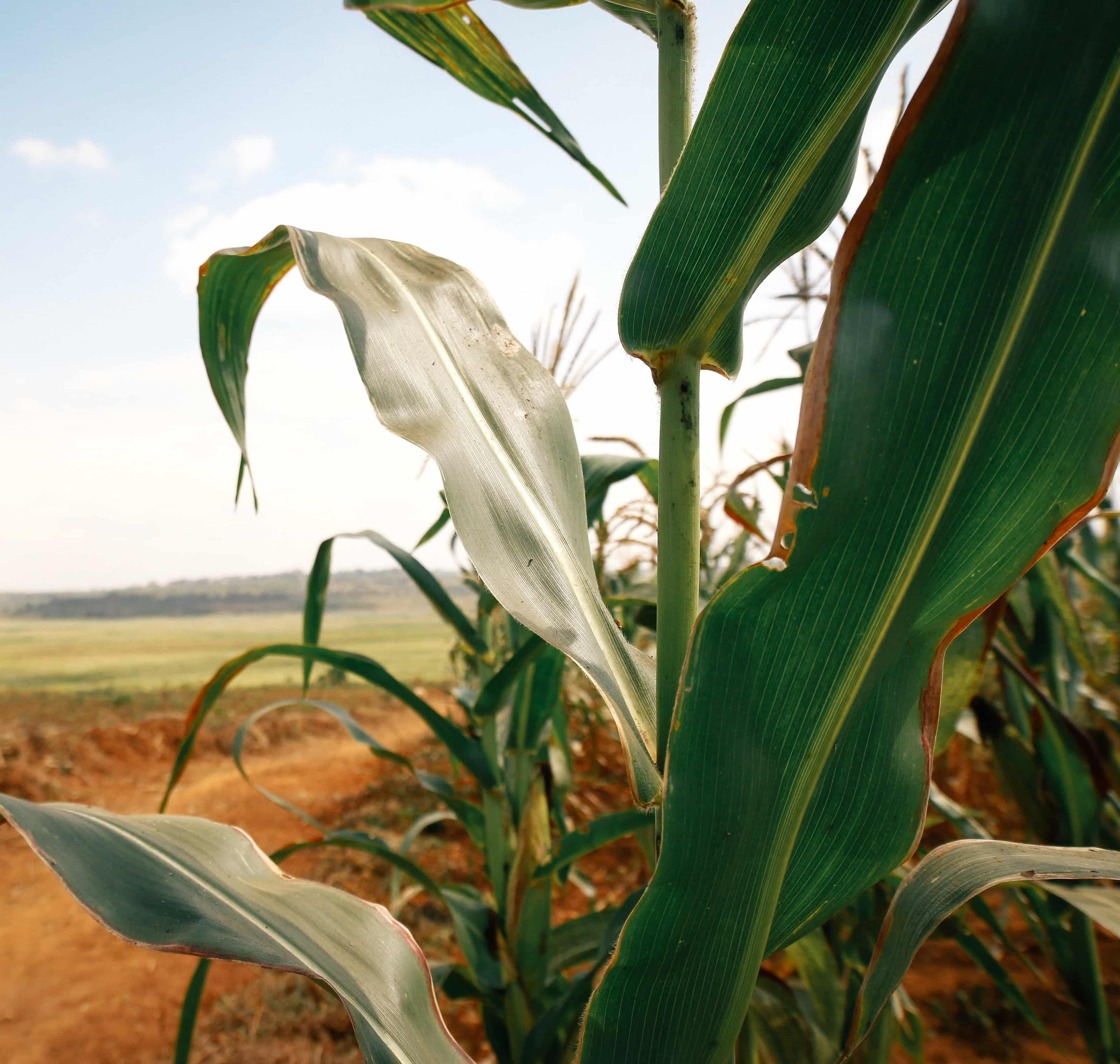 About | Sunripe Farms Rwanda