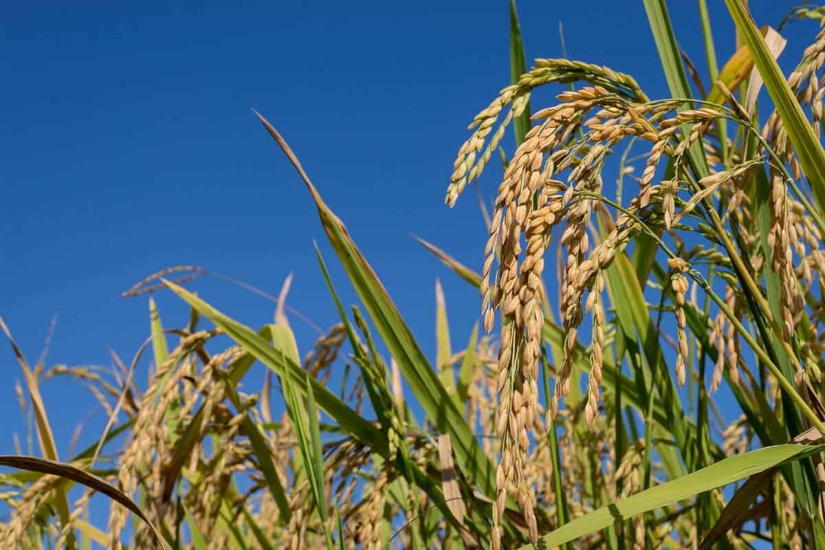 O cultivo do arroz no Brasil - Blog - Direito do Agronegócio