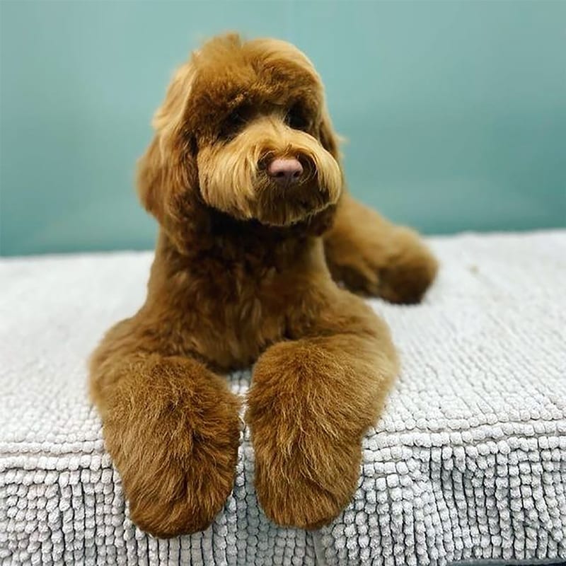 The London Dog Grooming Company