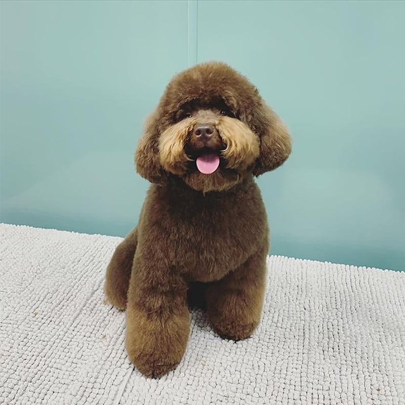 The London Dog Grooming Company