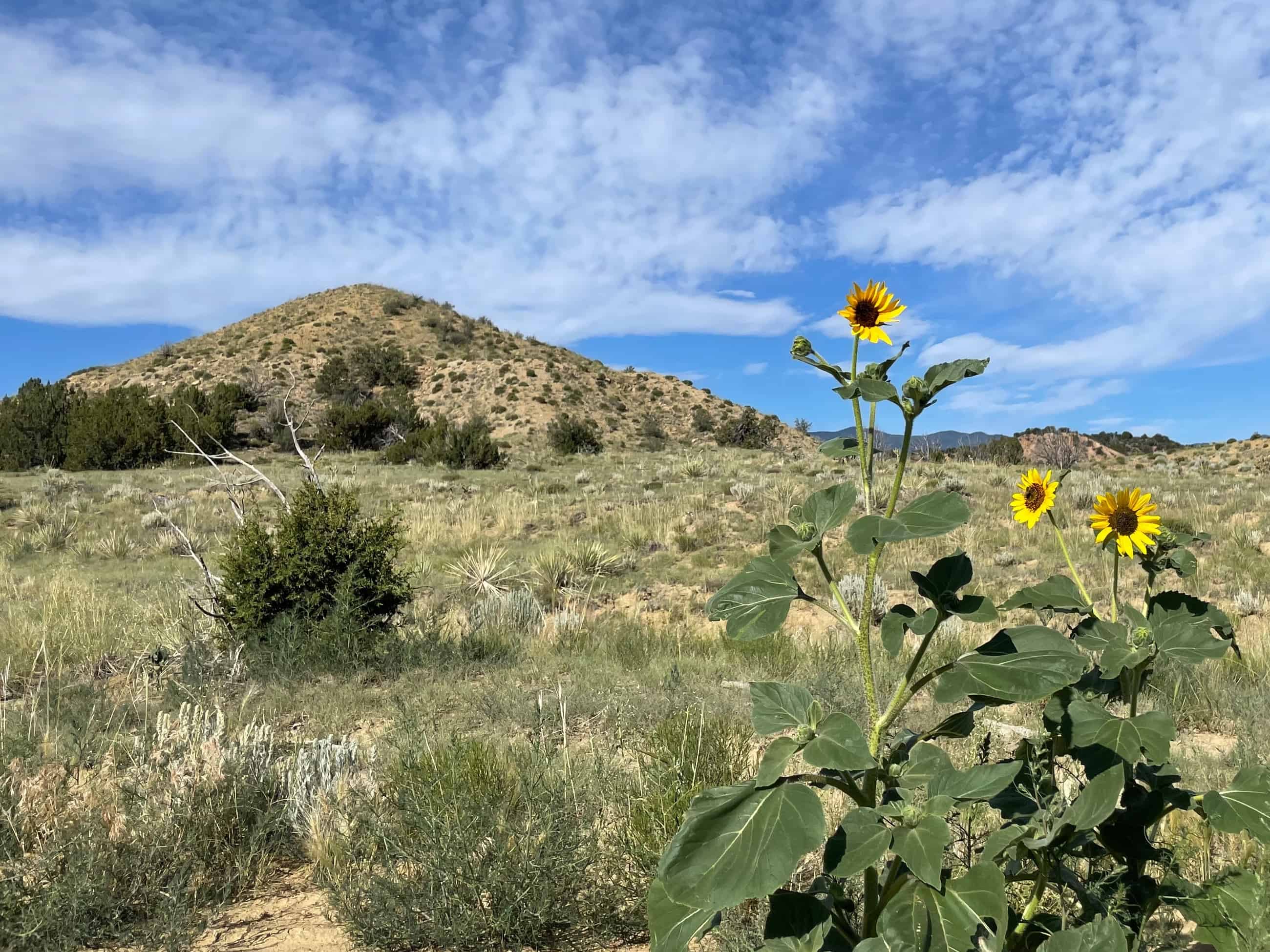 Colorado's first conservation cemetery is in Florence