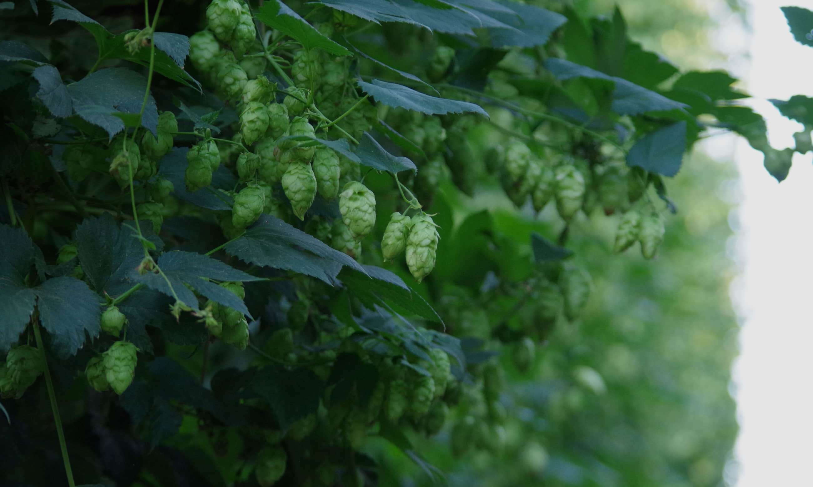 El Dorado® Hops | Freedom For Your Beer