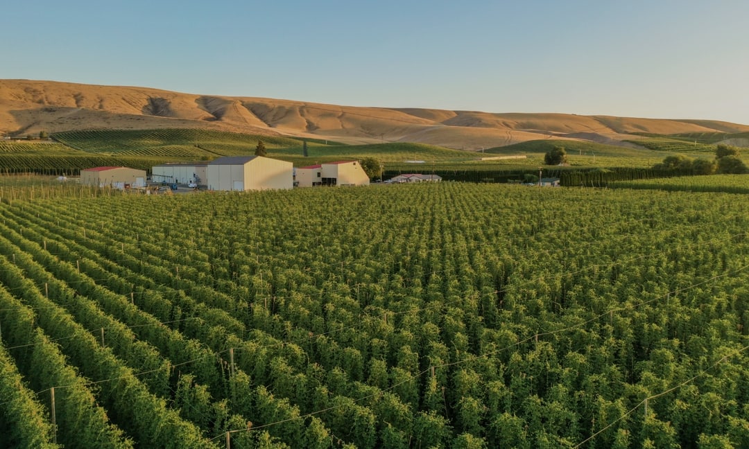 El Dorado® Hops | Freedom For Your Beer