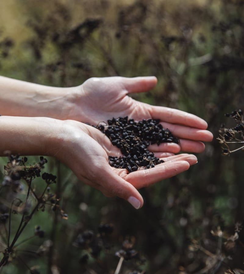 Découvrez Anaë - Gin français, artisanal et certifié bio - Anaë Gin