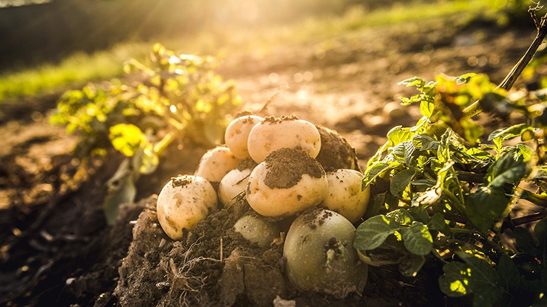 Soiltech aims to be outstanding in its field