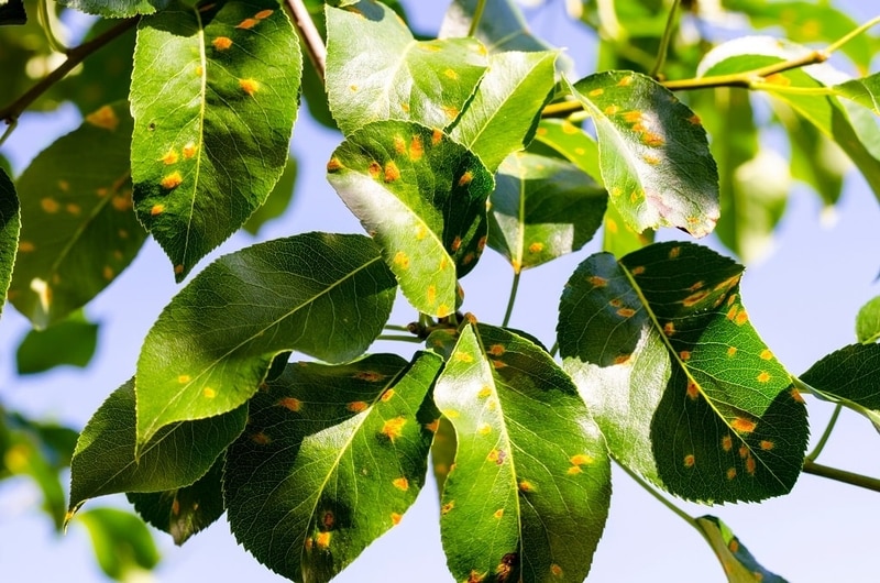 Rust Disease On Plants: How To Identify And Treat It