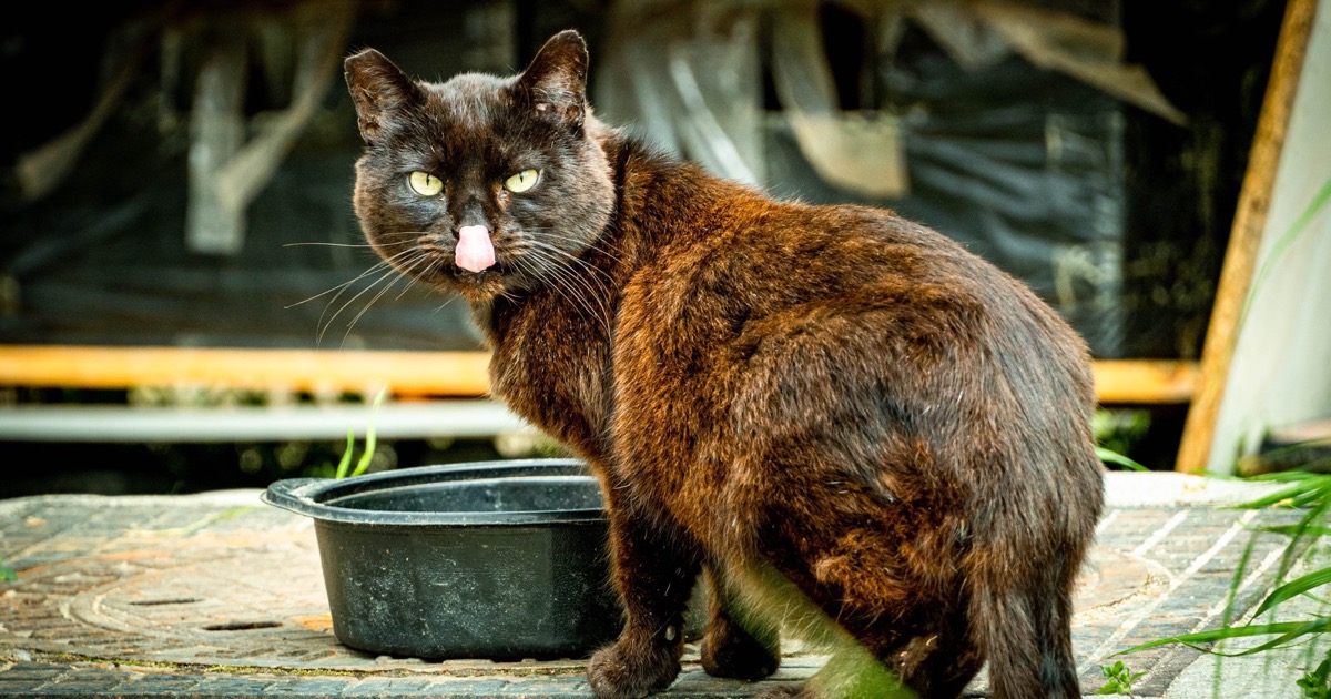 ARC | Feral Cat Program