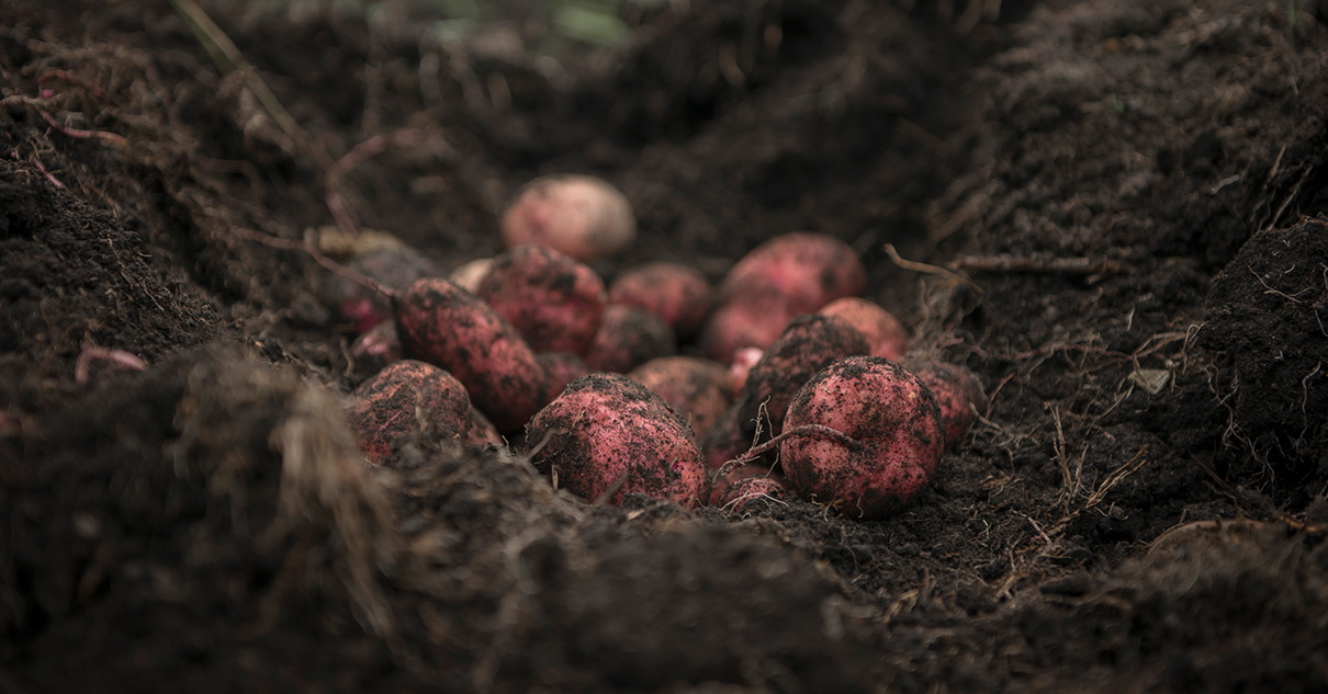 Pasto Indigenous People: Fighting for Food Security and Food Sovereignty