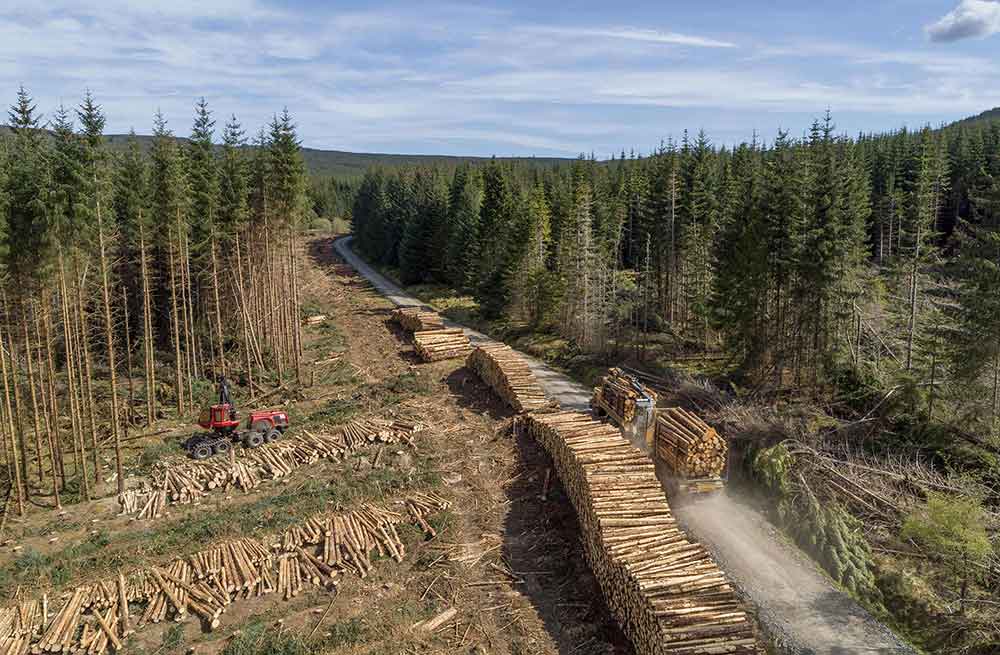 Harvesting - Clearfell | Euroforest Ltd