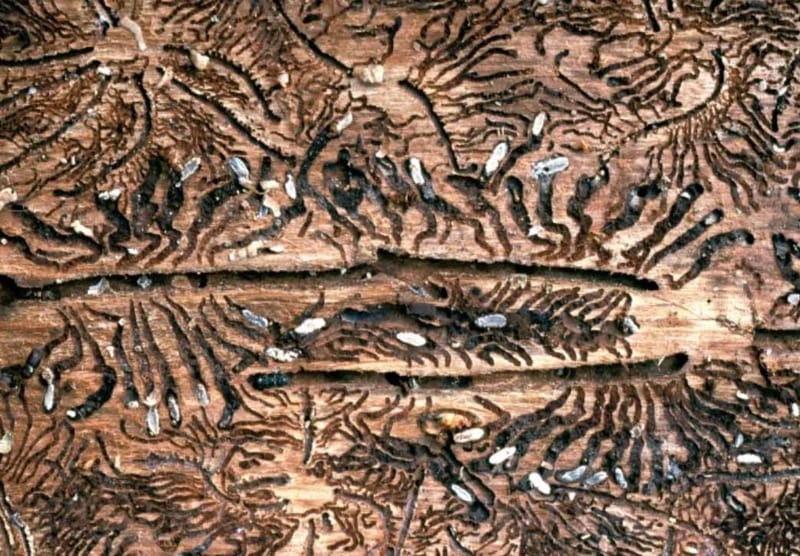 Ips typographus | Euroforest Ltd