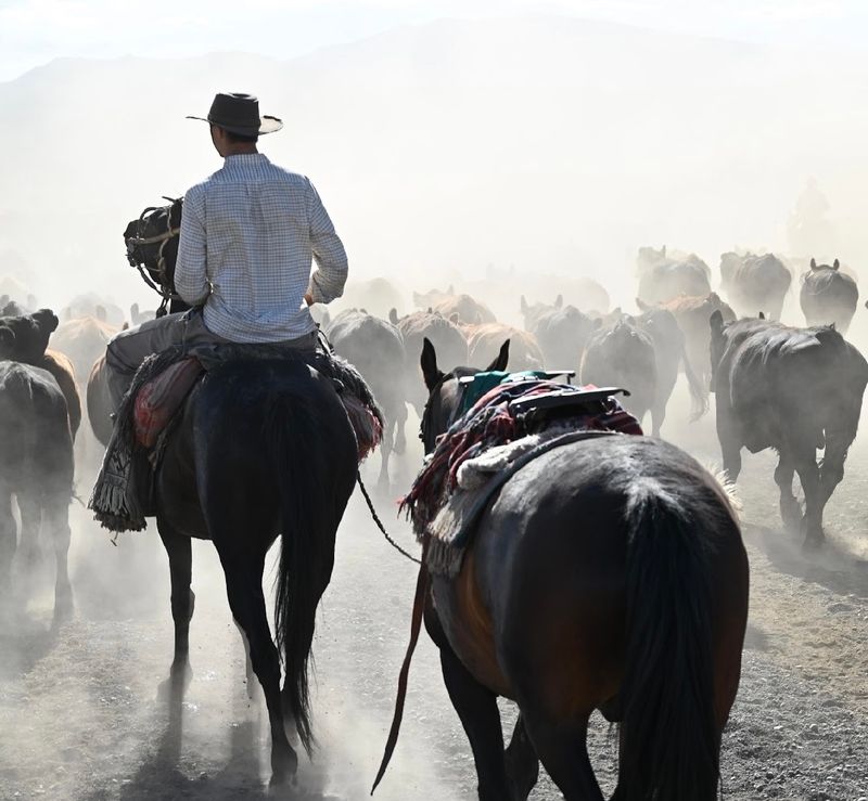 Driving cattle on horseback: how and why | Hooves Around the World