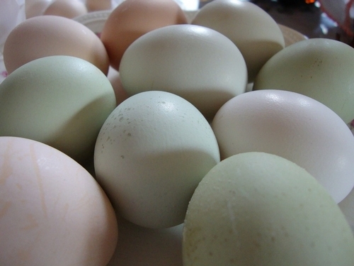 Por qué los huevos tienen colores diferentes - Cobardes y Gallinas