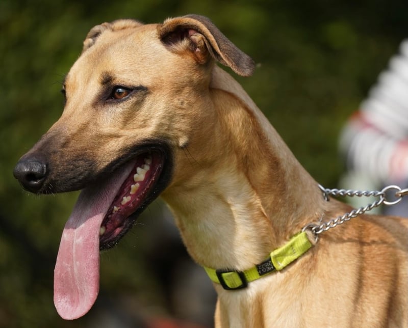 Our Dogs - Jess: 2105