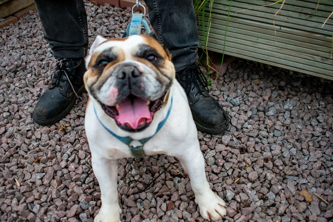 Our Dogs - Lottie: 2225