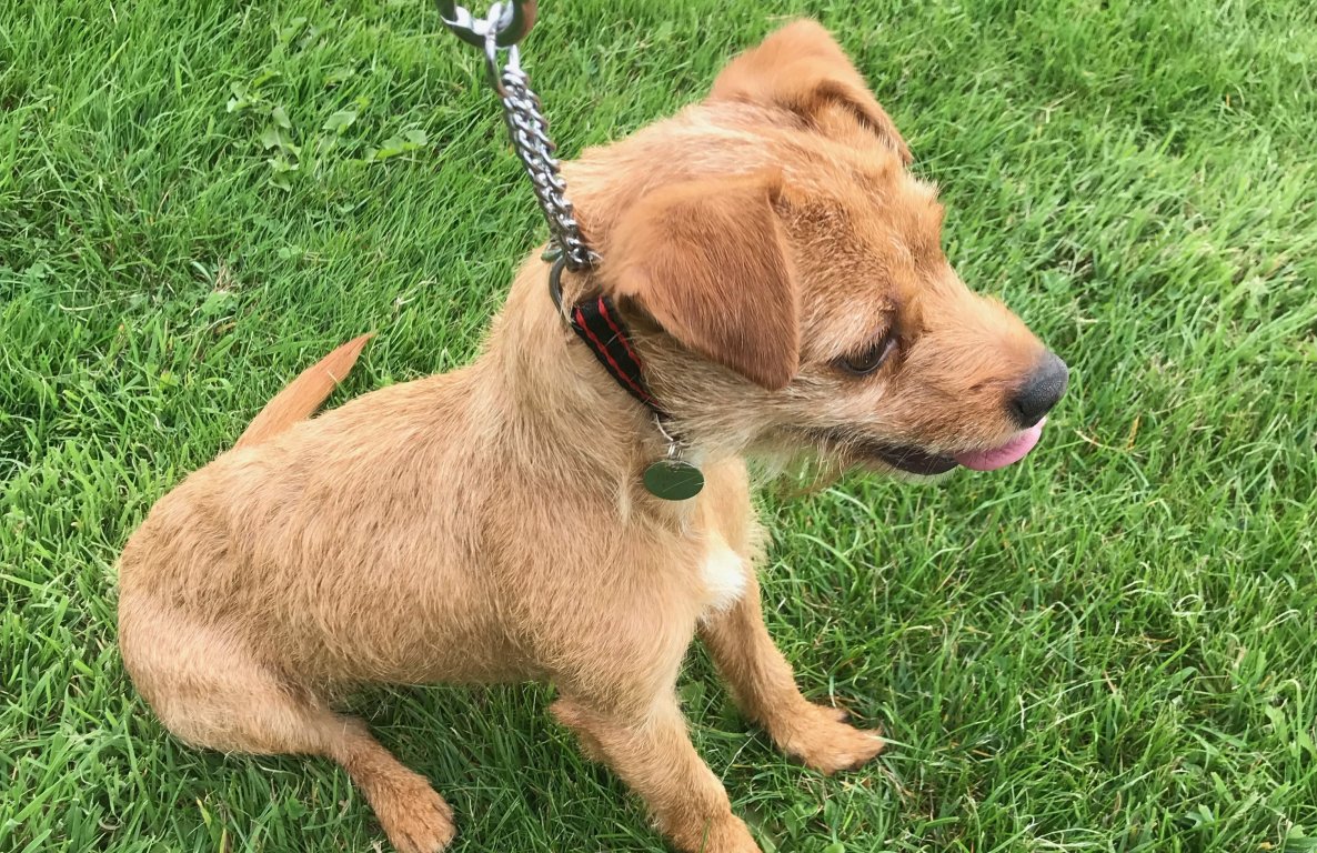 Our Dogs - Lola: 2236