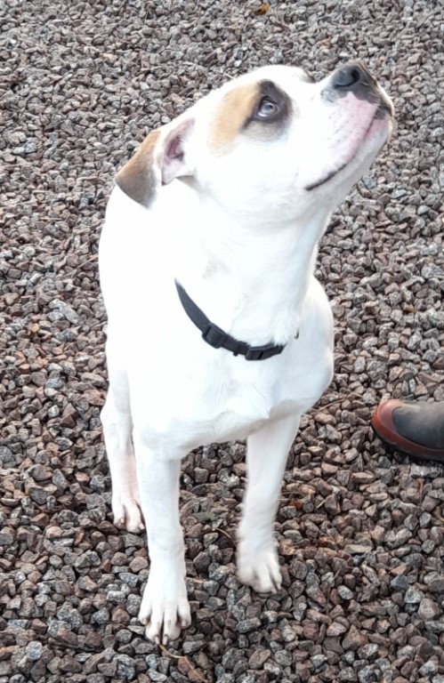 Our Dogs - Ralph: 2259