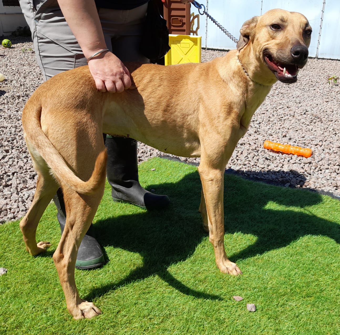 Our Dogs - Bonnie: 2319