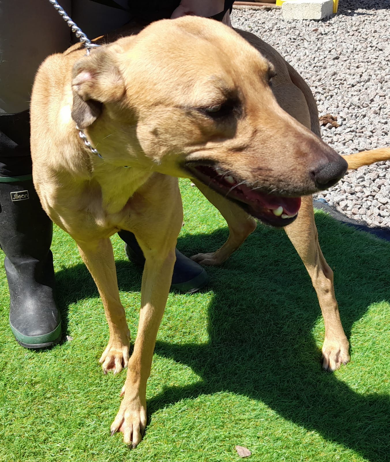 Our Dogs - Bonnie: 2319