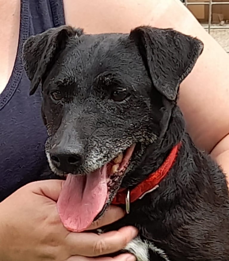 Our Dogs - Peggy: 2322