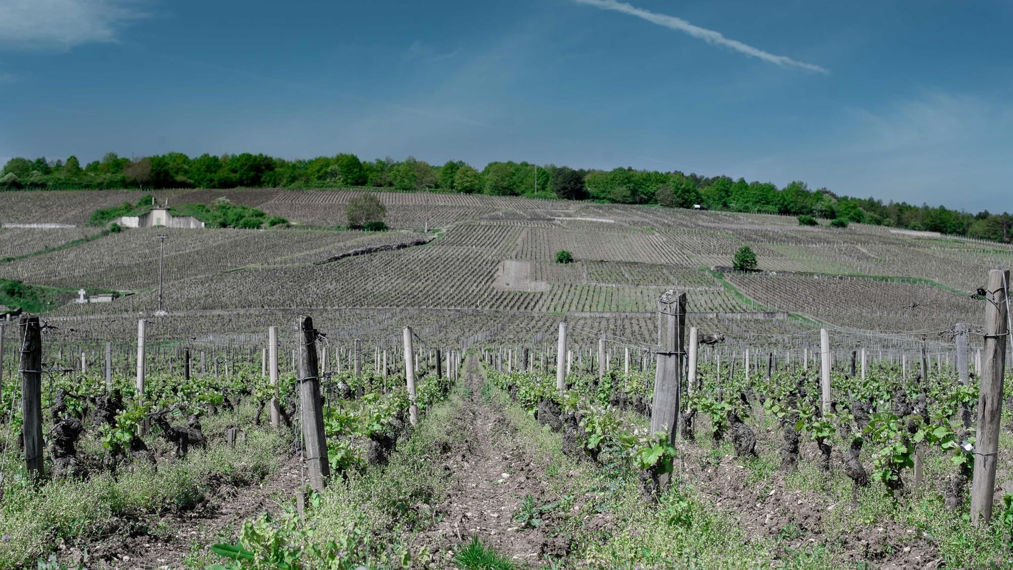 Burgundy - Discover Burgundy, France and its wines
