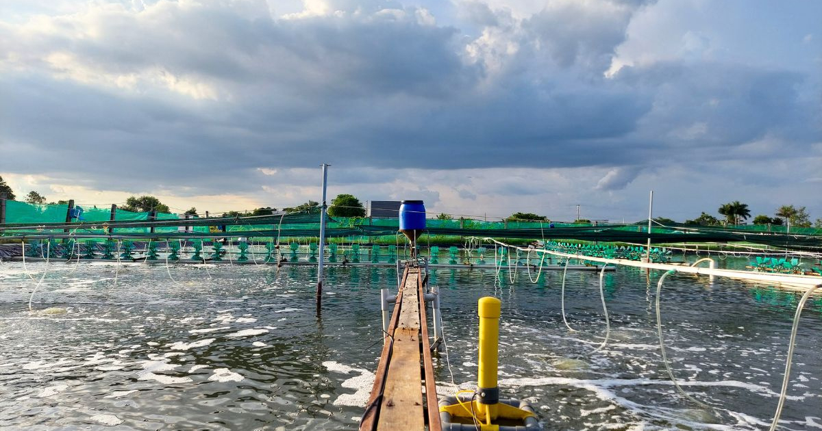 $2.25M to solve shrimp farming challenges