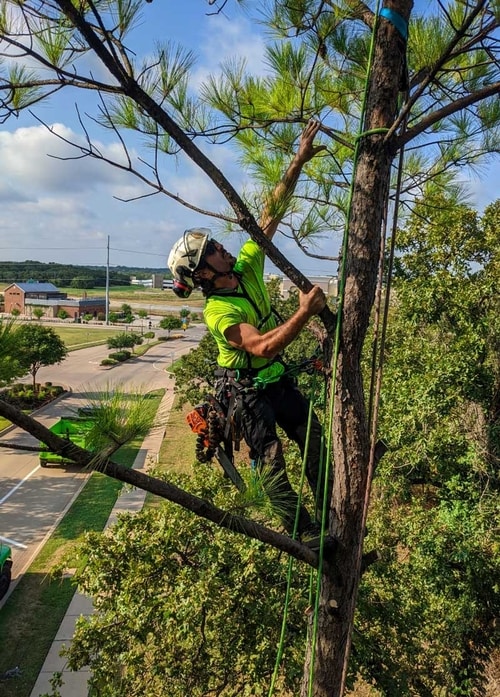 Treehugger Tree Service | Tree Care Done Differently