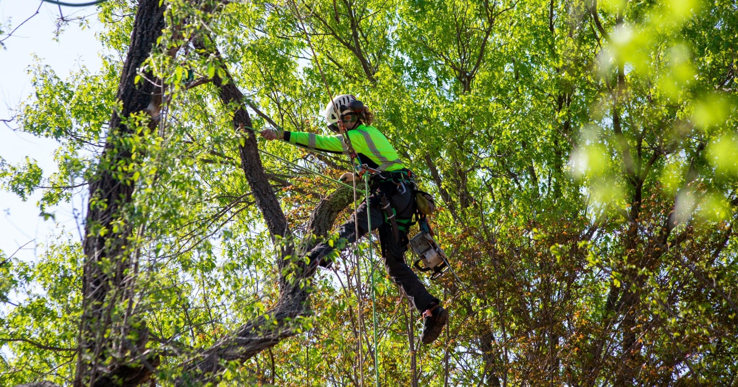 Tree Pruning & Removals