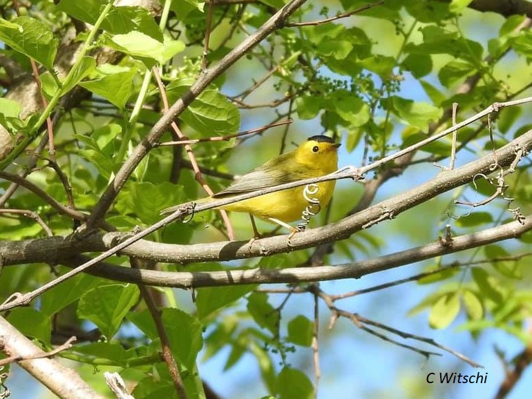 Allen Bird Club May Count | Upcoming Field Trip with Allen Bird Club
