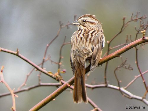 Trip Highlights from the Allen Bird Club