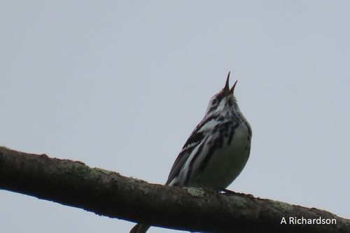 Trip Highlights from the Allen Bird Club