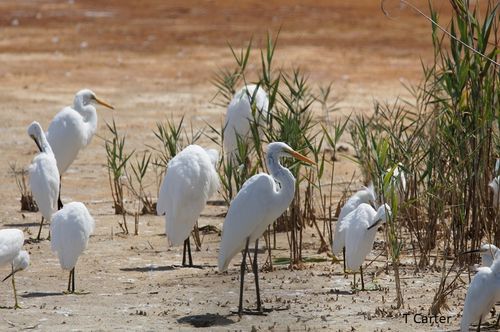 Trip Highlights from the Allen Bird Club